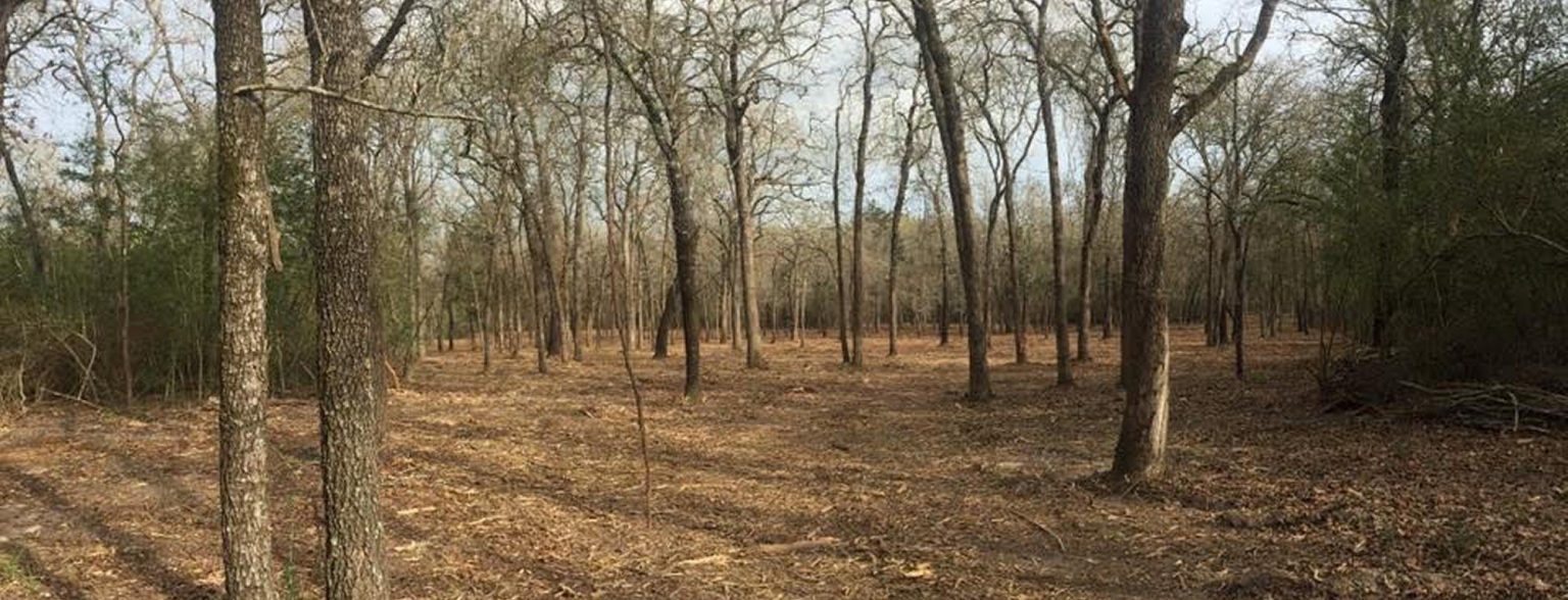 Brush Forestry Mulching - Canyon Lake Land Clearing